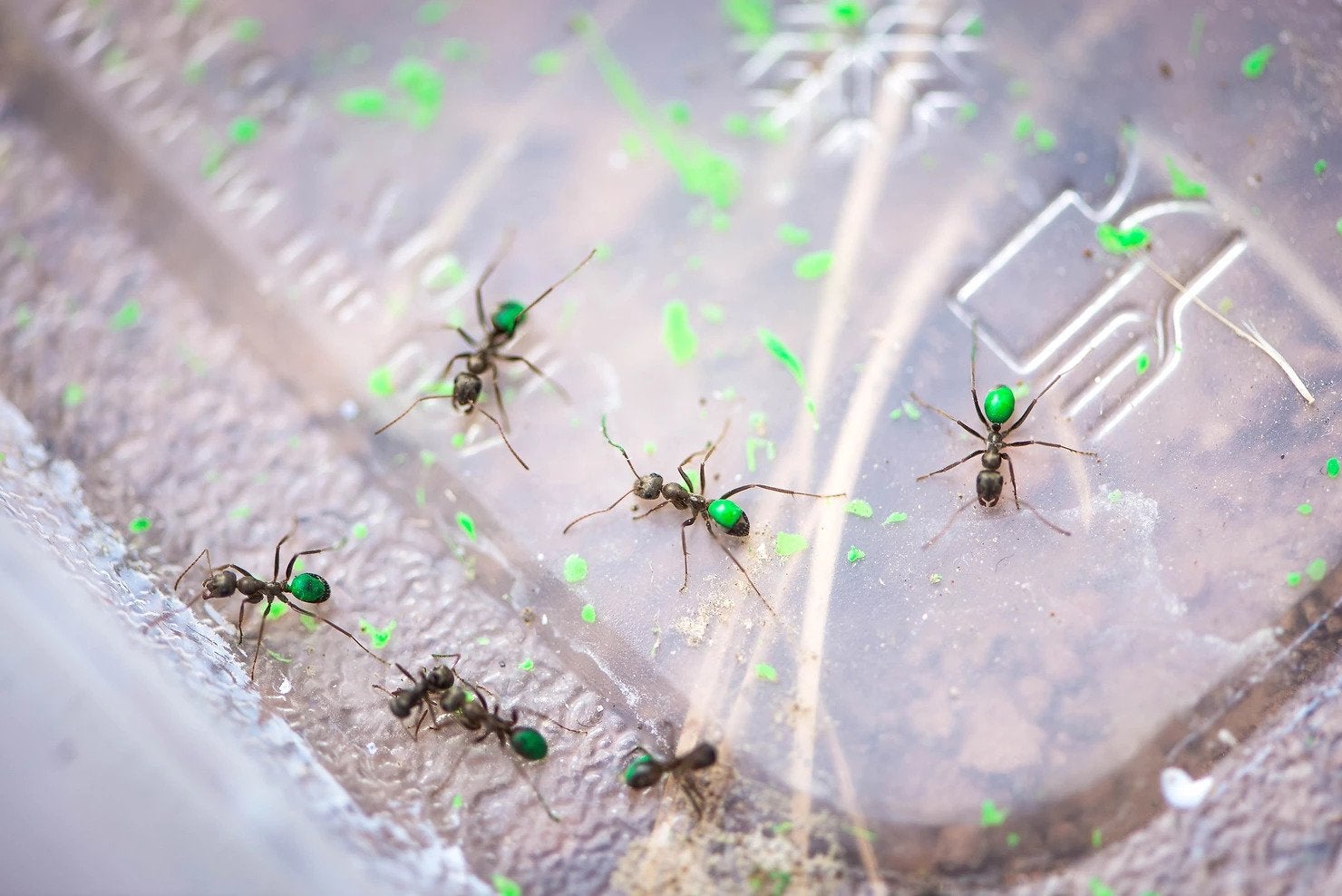 Collecting ants and soil throughout California mountains | SciComm @ UCR
