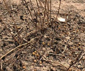 Stinknet Invasion!: Understanding the impacts of invasive plants on ...